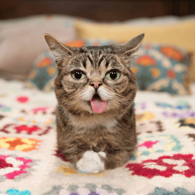 5 Questions With Everyone's Favorite Kitty: Lil Bub! - Closer Weekly ...